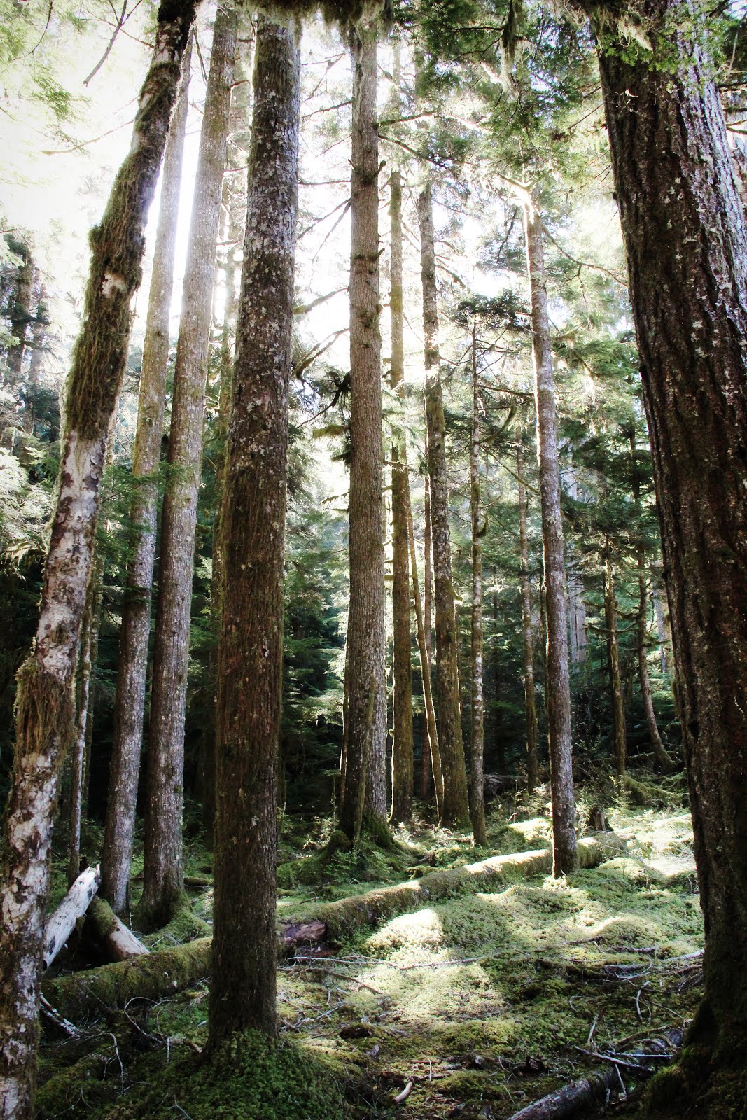 The Lovely Red Fox: Hiking Staircase — Olympic National Park