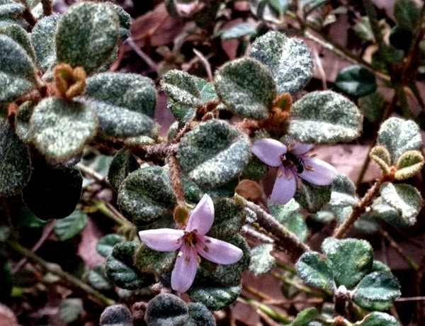 Robert Childs - garden path: Correa alba var pannosa