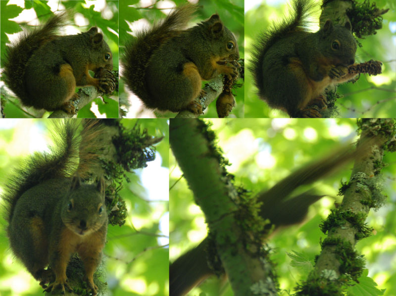 Northwest Conifer Connections: Douglas Squirrel