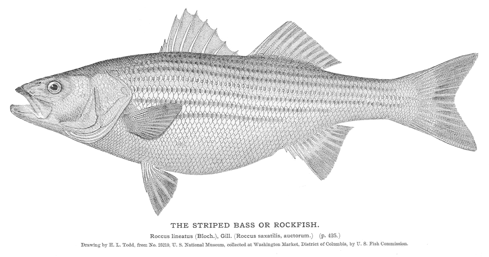 A Multitude Of Fins: Striped Bass: Illustrations & Wildlife Art