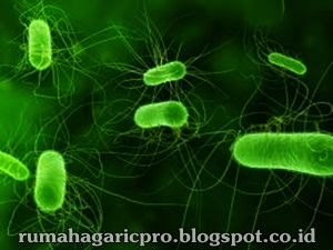 Ketahui Penyebab Dari Disentri ~ Rumah AgaricPro