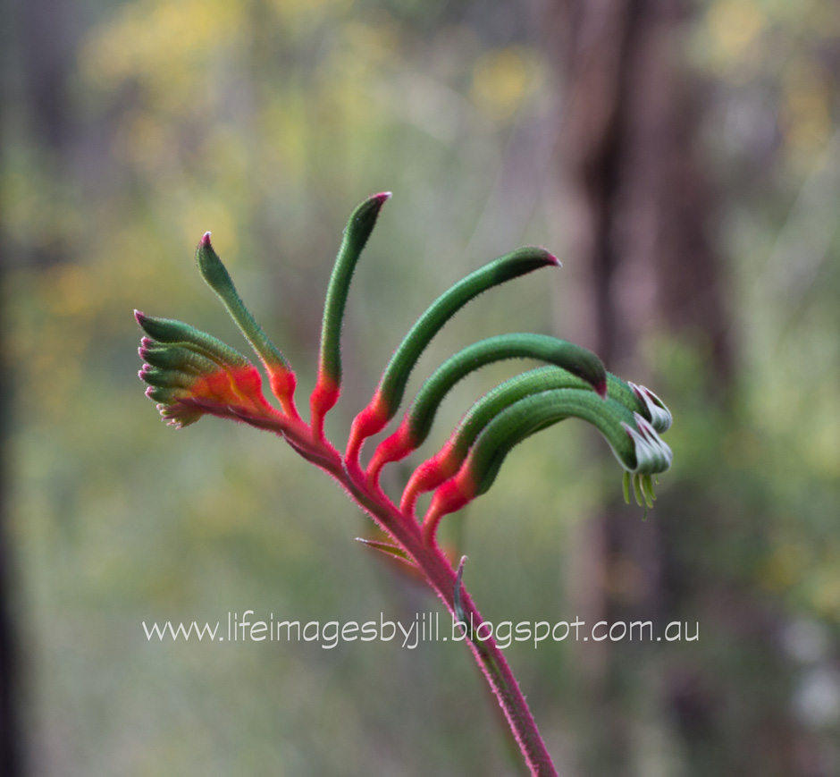 Life Images by Jill: Nannup wildflower walks - & The Lost Flowers of ...