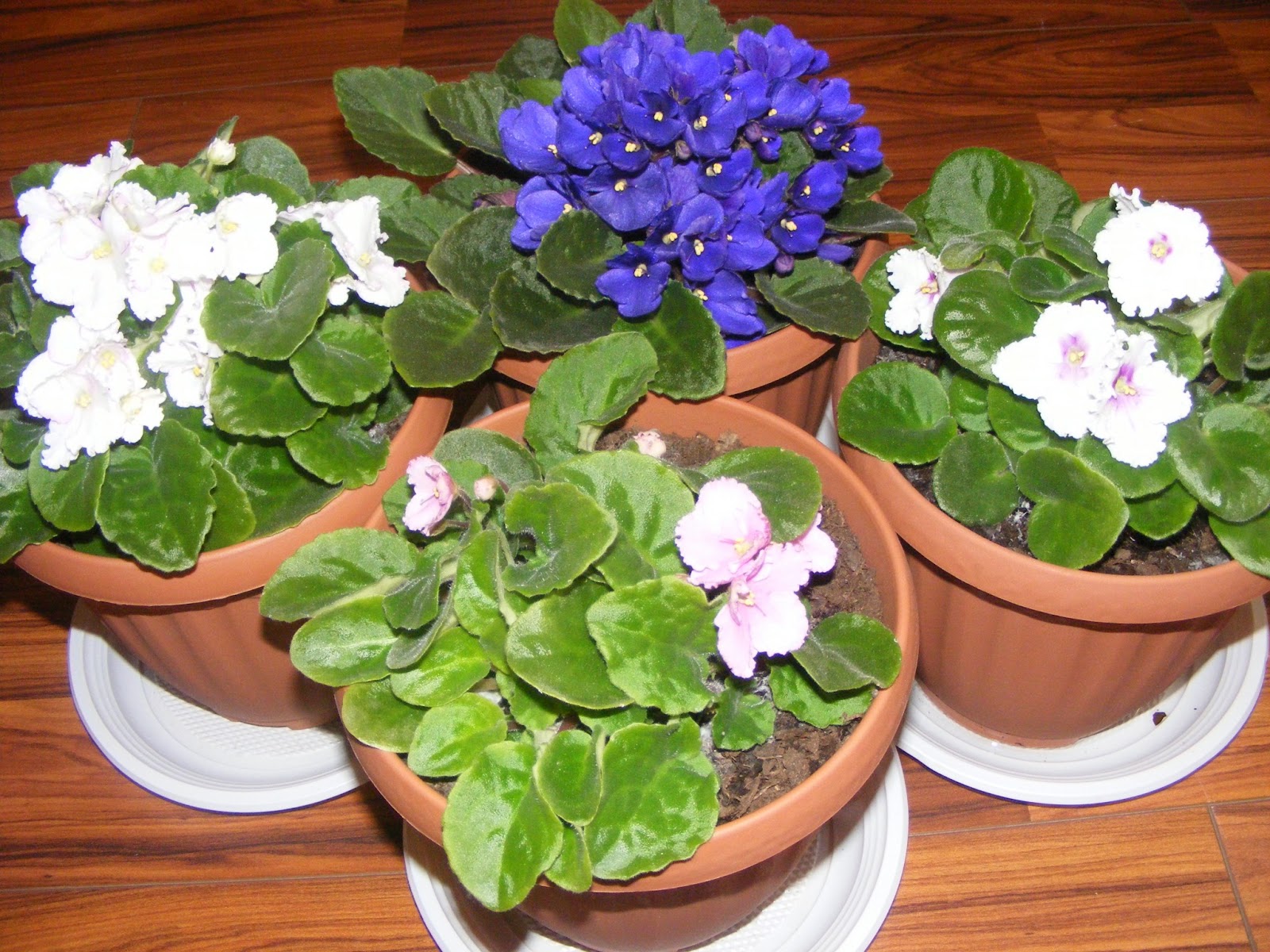 Violete de parma | Preparatedevis.ro