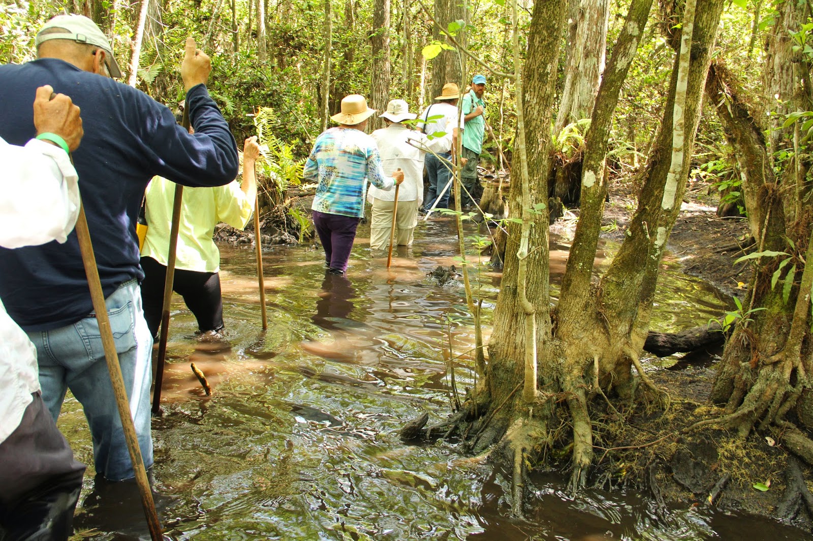 Southwest Daily Images: Swamp Walk