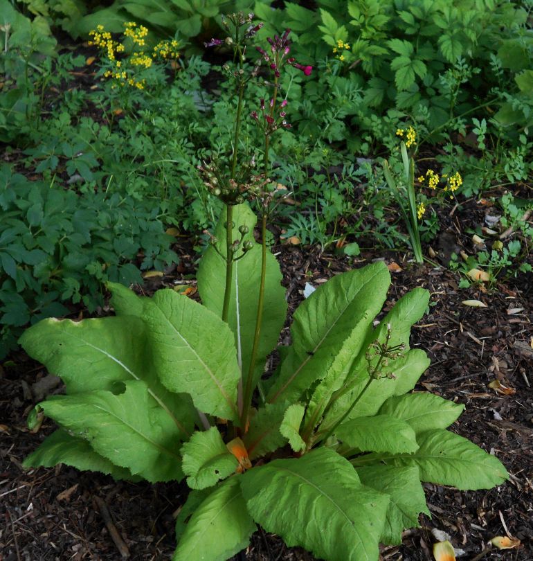 Future Plants by Randy Stewart: Primula