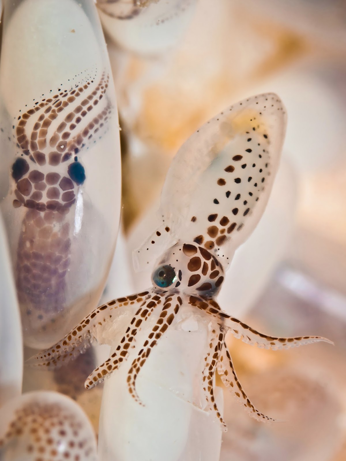 #2 Interesting Facts – Octopus