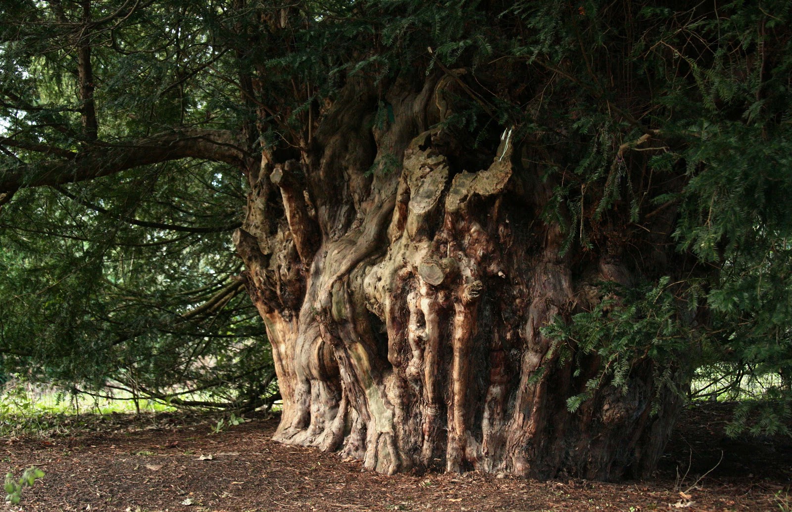 Ankerwycke Yew - Alchetron, The Free Social Encyclopedia