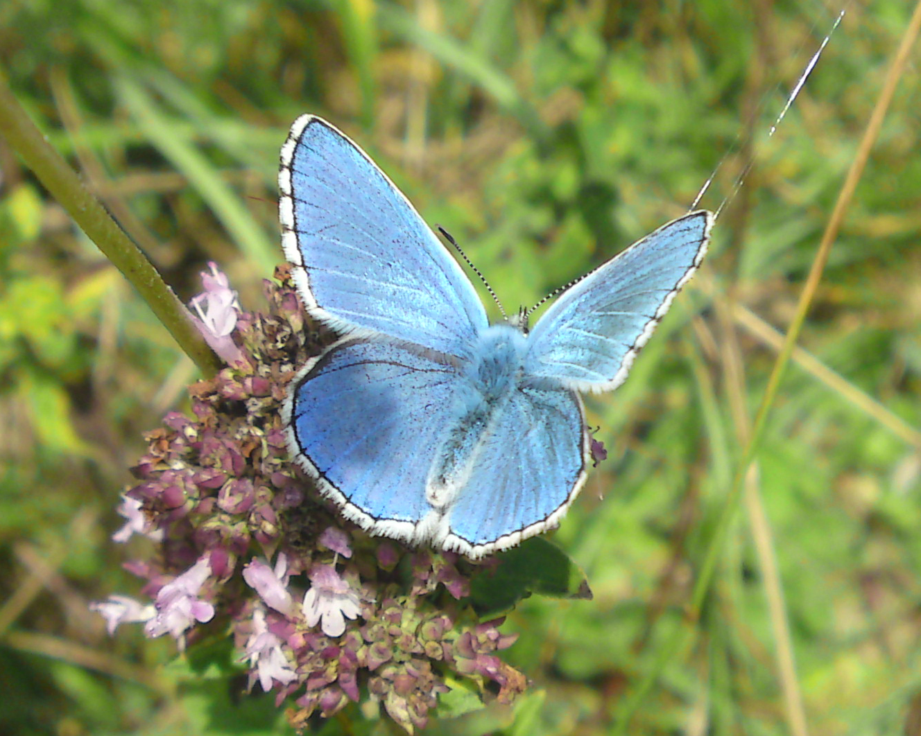 Bamber Bridge Birder: Adonis Blue at Aston Rowant NNR