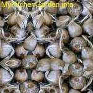 How To Grow Saffron: Growing Saffron Crocus Bulbs