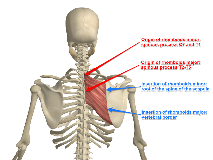 Anatomi Otot Romboideus Mayor Pada Gelang Bahu - Anatomi Tutorial