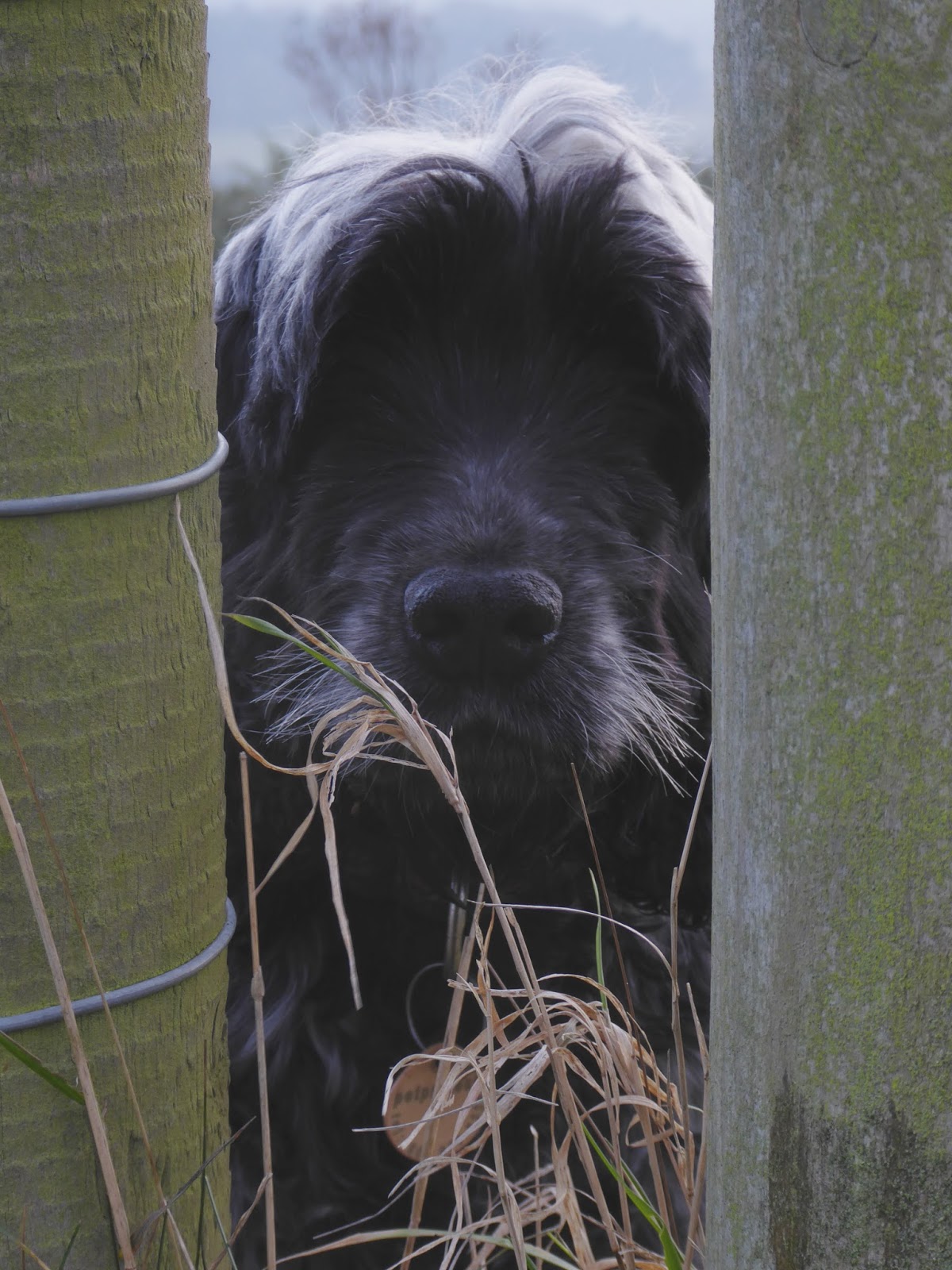 Dog Blog: Ozzy and all the black dogs, chasing crows and splashing about