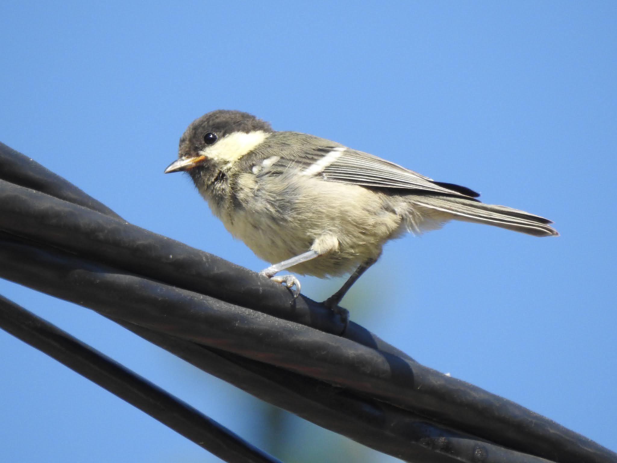PASARI DIN ROMANIA: PITIGOI DE BRADET, Periparus ater