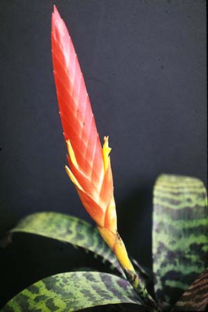 Pokloni mi cvet: Vriesea splendens