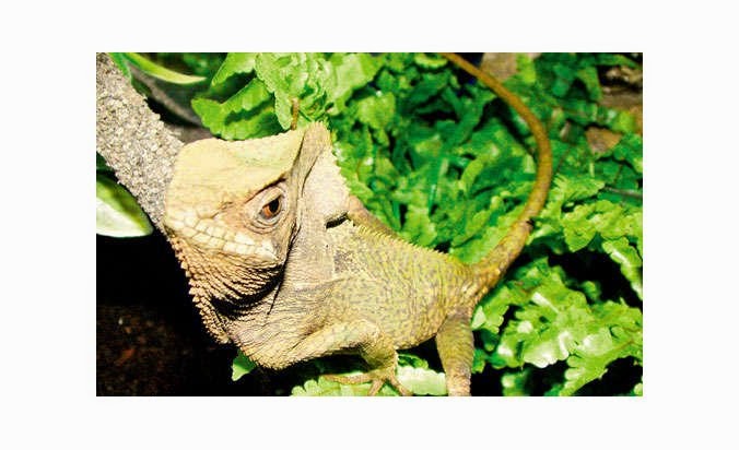 Biodiversidad de Reptiles en Panamá: Reptiles