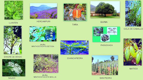 Plantas medicinales en el Perú: