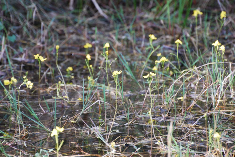 Space Coast Wildflowers: January 2013