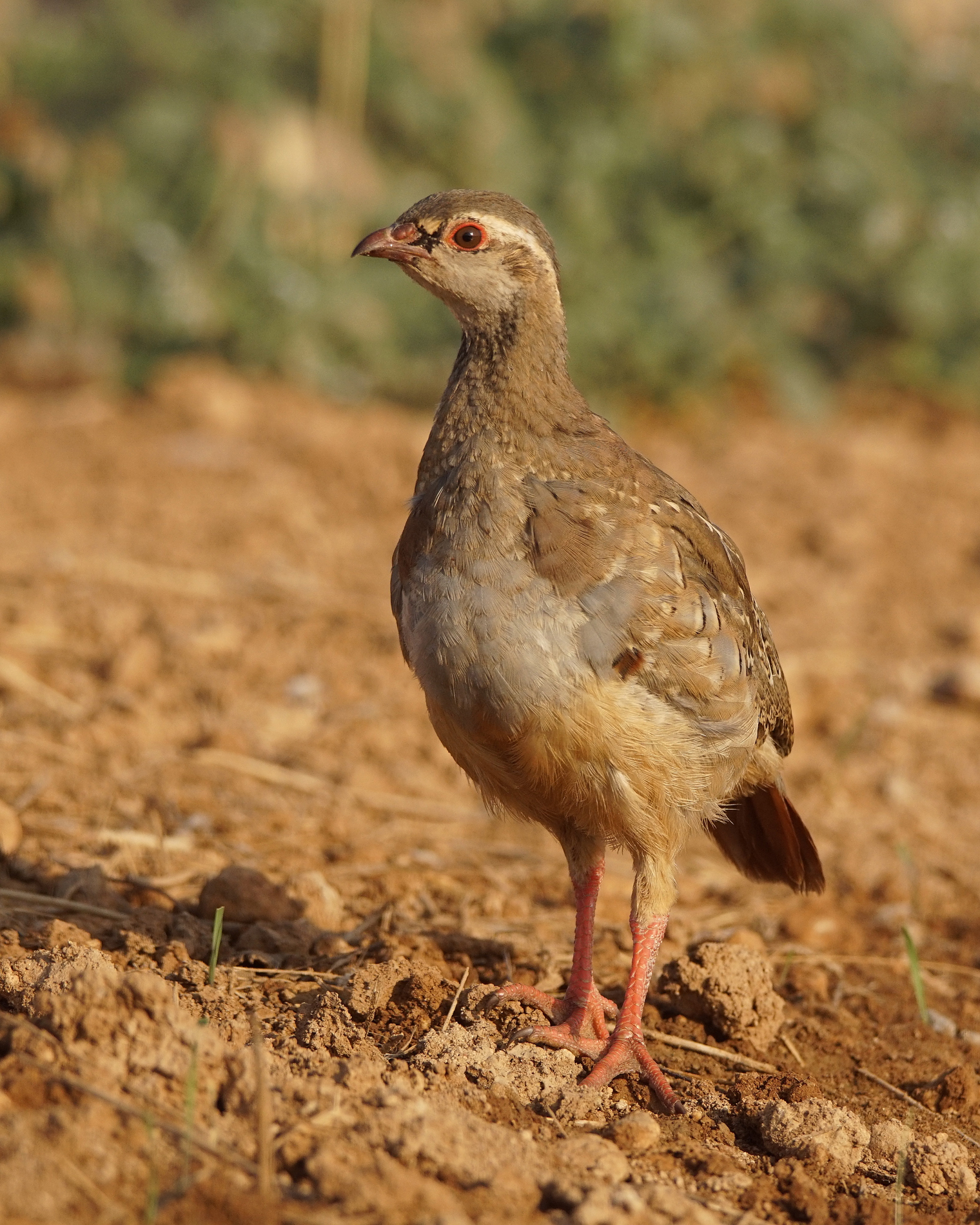 Pasión por las aves: Perdiz roja,(Alectoris rufa)
