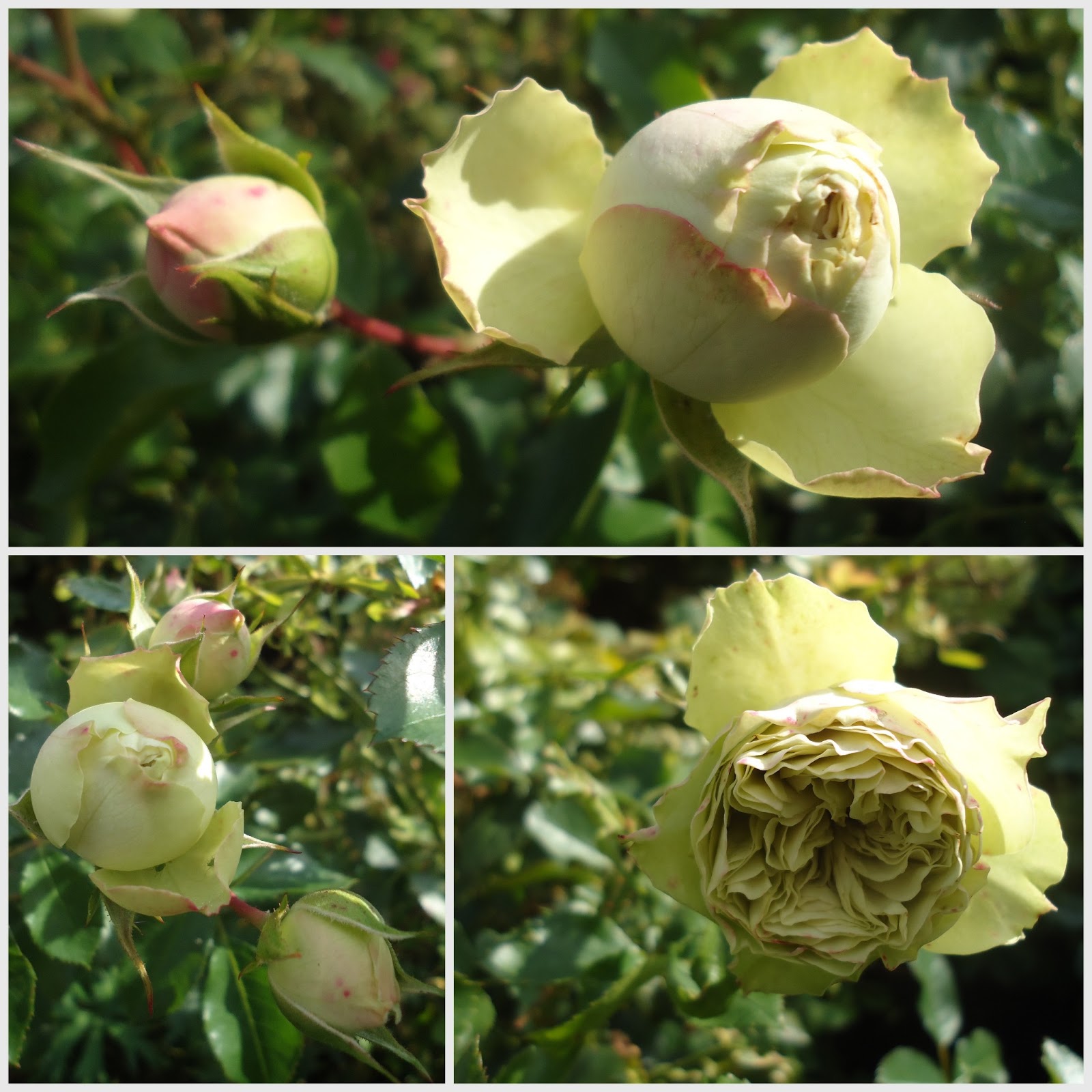 Je suis au jardin : Le quatrième larron