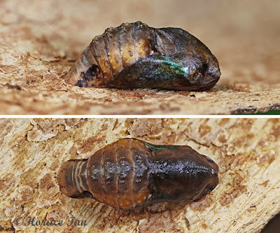 Butterflies of Singapore: Life History of the Banded Royal