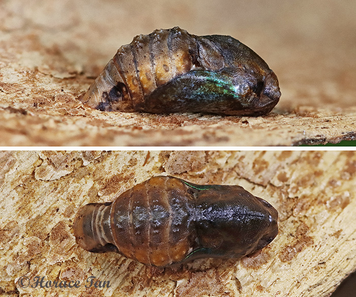 Butterflies of Singapore: Life History of the Banded Royal