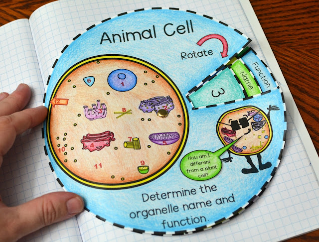 Math in Demand: Animal and Plant Cell Foldables