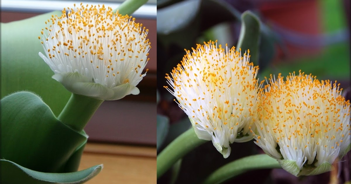 Haemanthus deformis