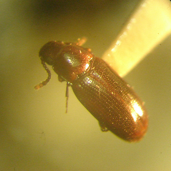 El Blog de COPLAGA: Insectos que pueden afectar a los alimentos almacenados (III)