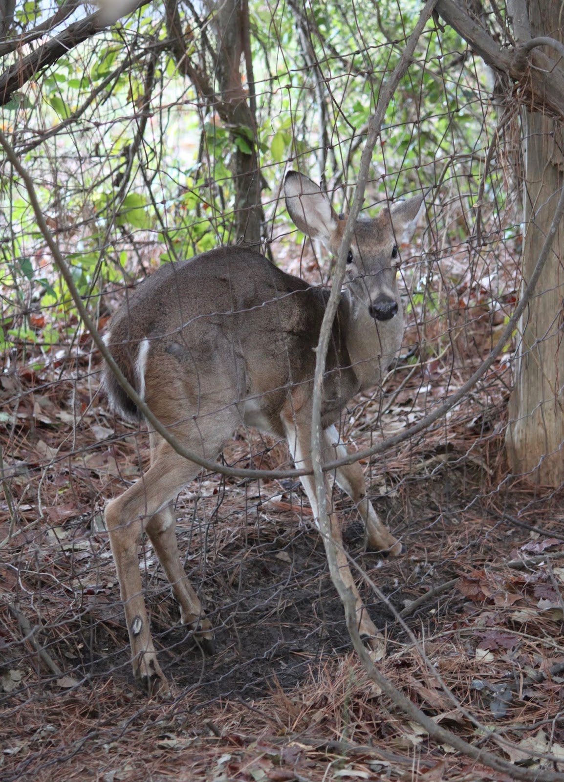Lowcountry outdoors: 2019