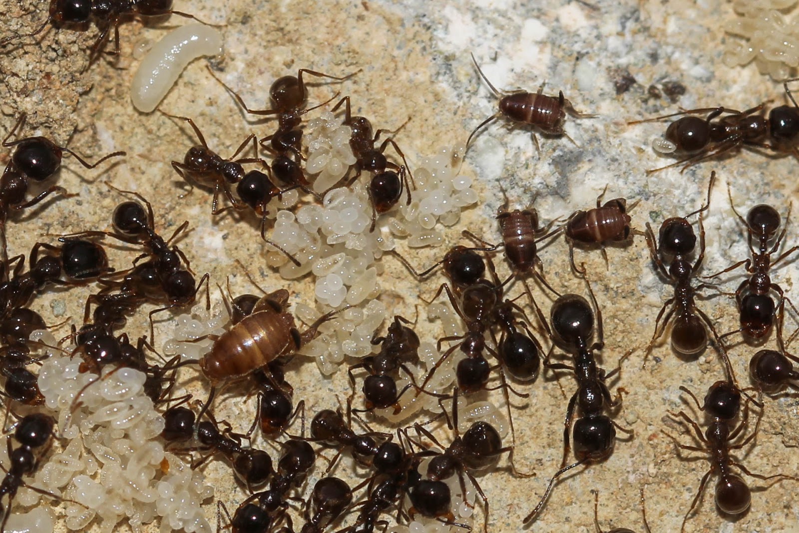 Biodiversity of Cyprus by NGO Protection of the Natural Heritage and ...