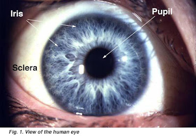 Fungsi Pupil Mata