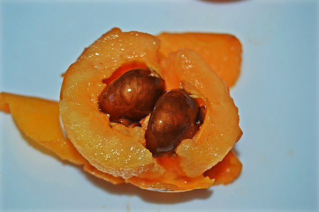 Vidusjúras virtuve: Mespils auglis (Eriobotrya japonica)