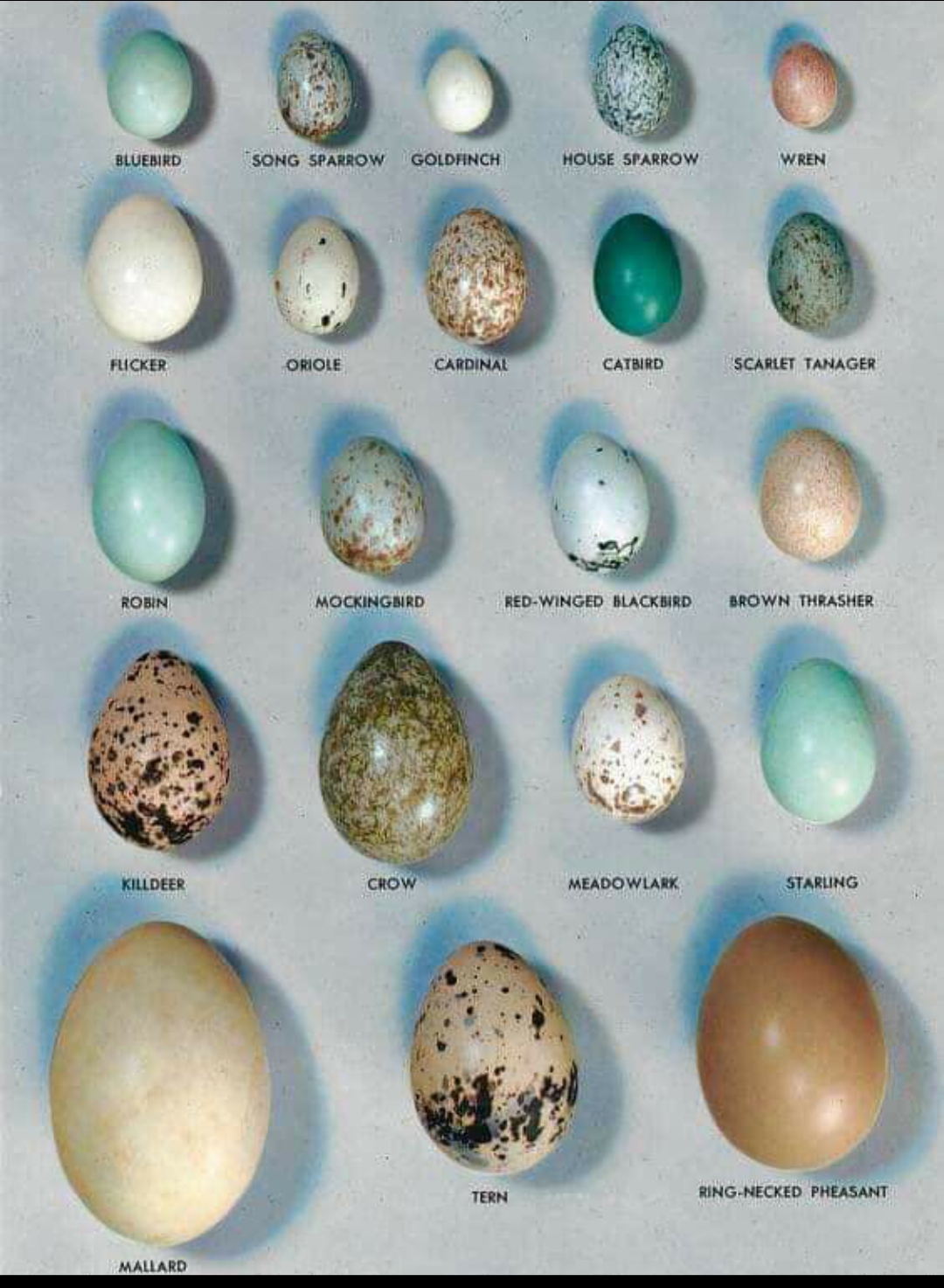 NLC Virtual Duck Pond: Egg Identification