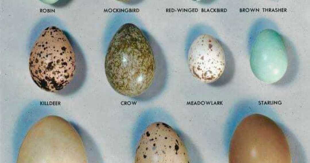 NLC Virtual Duck Pond: Egg Identification