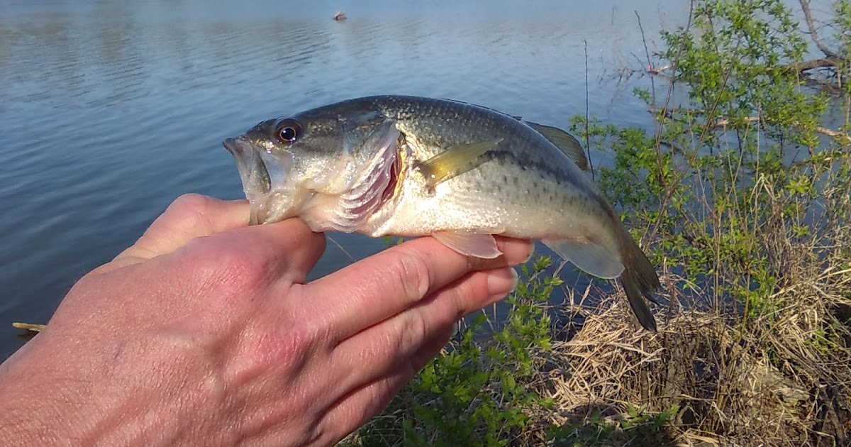 An Average Missouri Outdoorsman: Fishing 4/3/2016 Blue Springs Lake ...