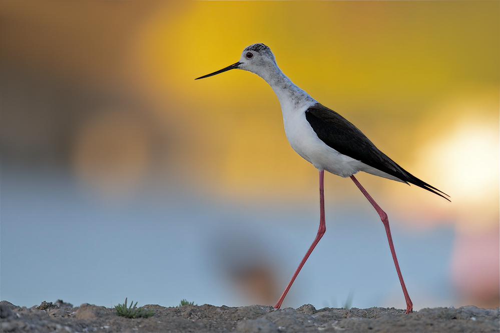 Pernilongo | Ave da Família Recurvirostridae