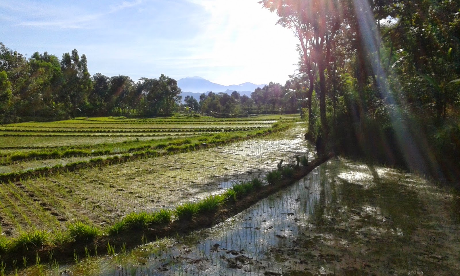 WISATA ALAM DUSUN KUTUGAN: PERSAWAHAN DESA WISATA