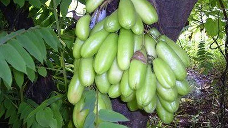 Belimbing Wuluh (Averrhoa bilimbi L.) - Ciri-Ciri Klasifikasi dan Morfologi Tanaman