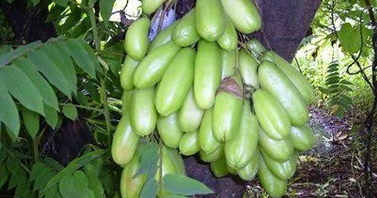 Belimbing Wuluh (Averrhoa bilimbi L.) - Ciri-Ciri Klasifikasi dan ...