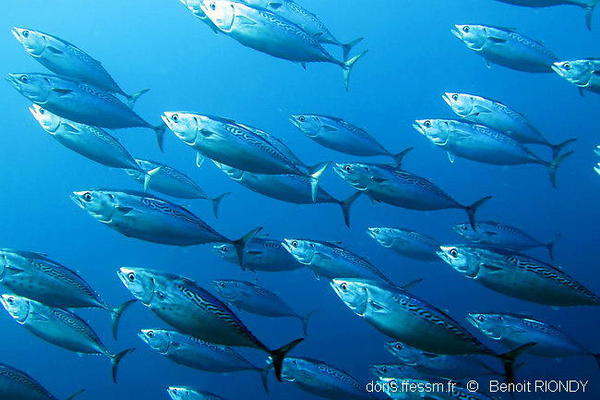 Peixe Bonito Pintado (Euthynnus alletteratus)