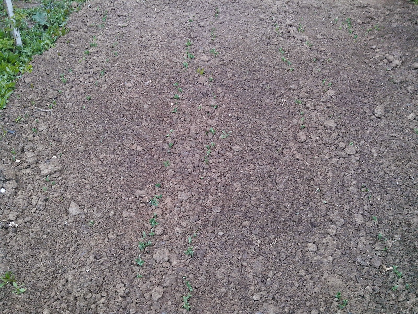 Explorator prin viata: Jurnalul unui gradinar amator (10)