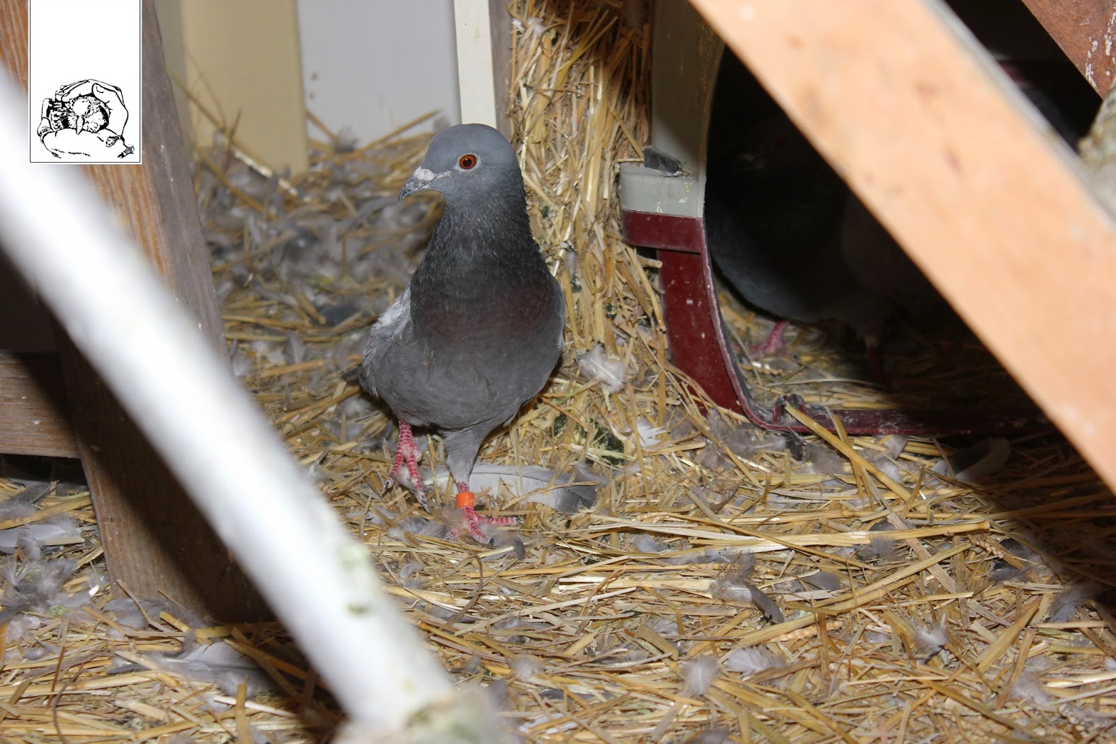 Mis amigas las palomas: Tratamiento ALA ROTA