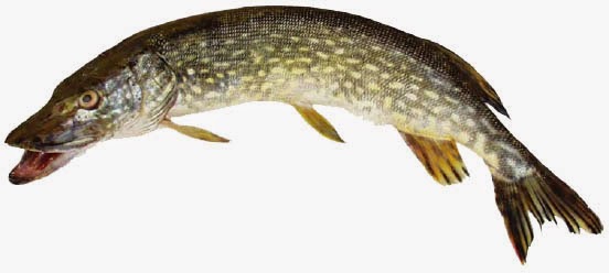 Passione pesca : LA PESCA AL LUCCIO