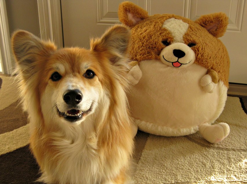 Corgified Candy: Wordless Wednesday - Corgi and Squishable