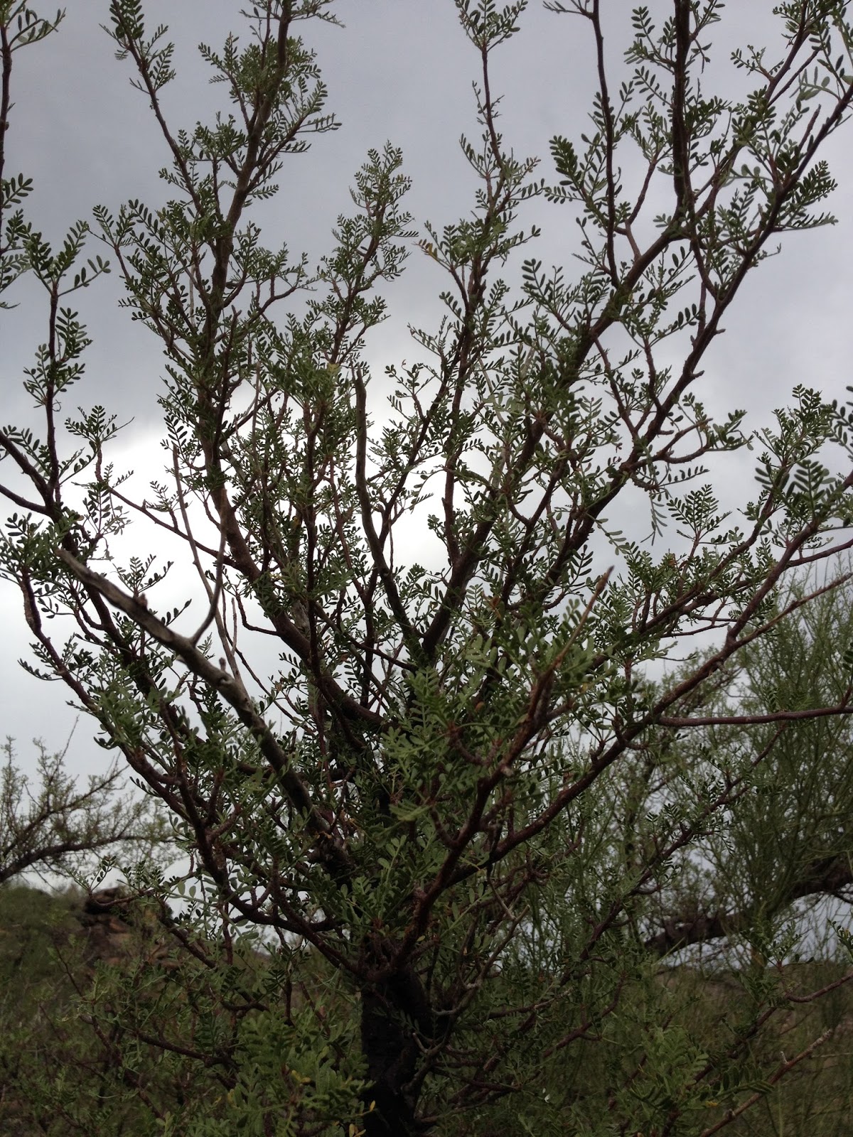 Wild Herb Ways: Torote, Bursera microphyla, this is the way to return ...