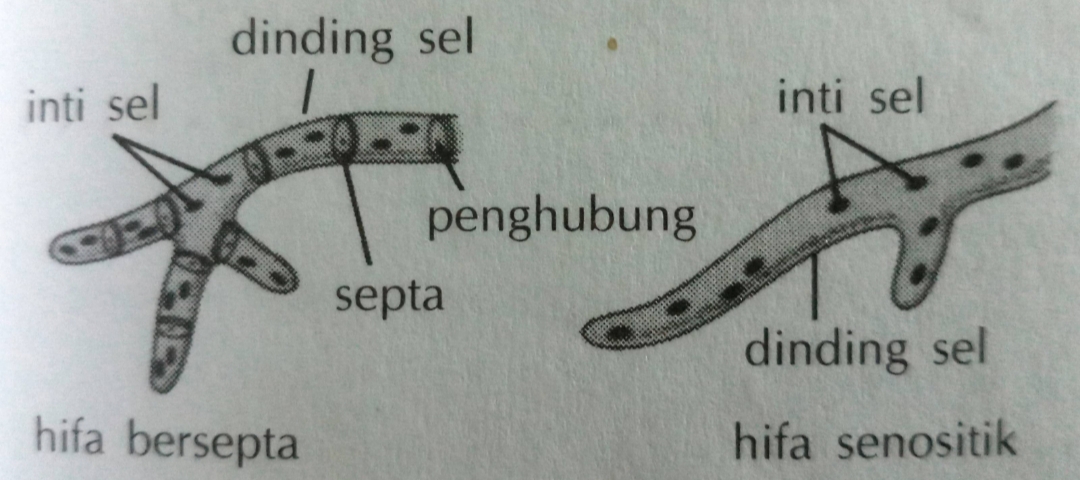 Kingdom Fungi (Jamur) - Ciri, Reproduksi, Struktur, dan Klasifikasi ...