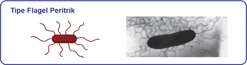 Tipe-Tipe Flagela Bakteri - MicrobeHolic