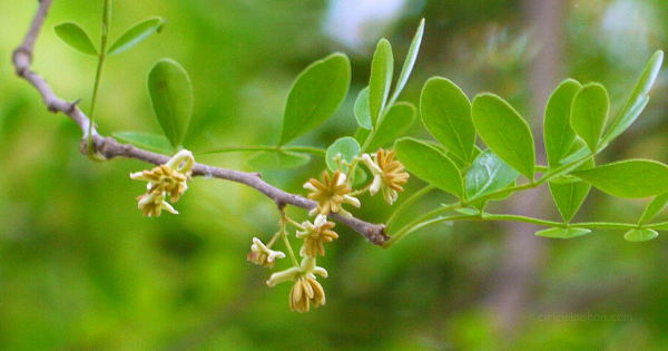 Ciri Ciri Pohon Kawista (Limonia acidissima) Di Alam Liar ...