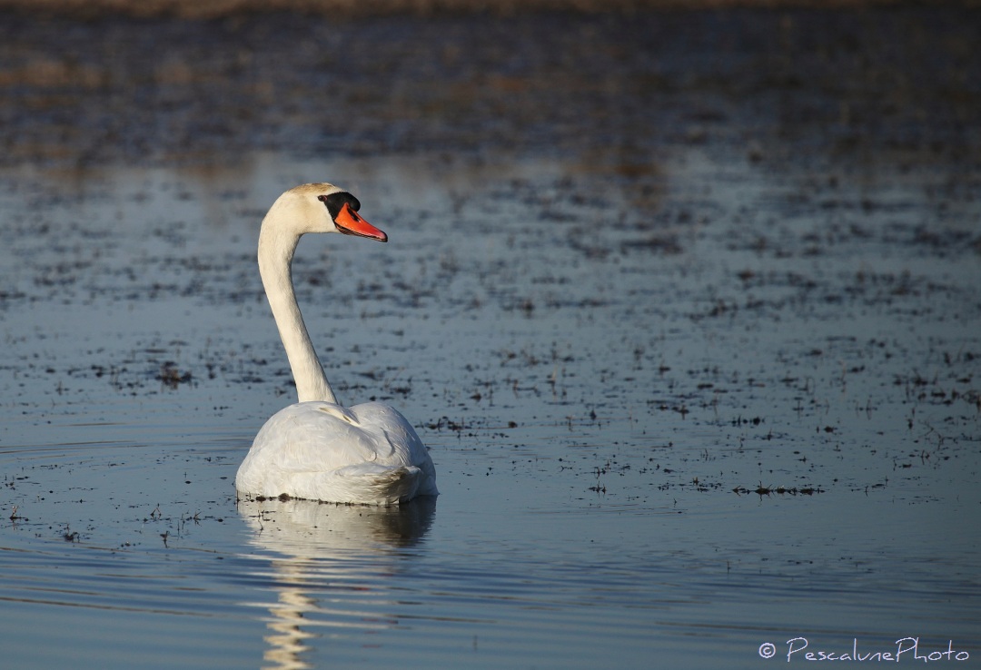 Pescalune Photo: Cygne tuberculé (Cygnus olor), Mute Swan