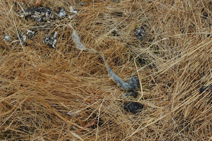 Backyard Beasts: Otter latrines and zebra dung middens