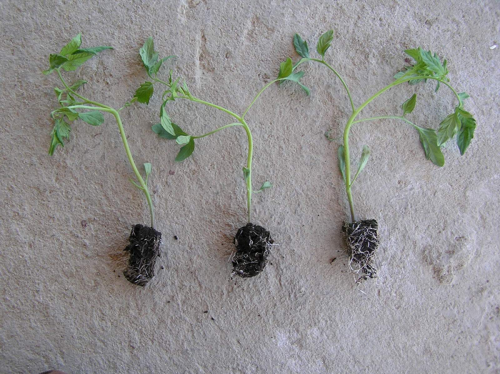 EL HUERTO ES FACIL: TRANSPLANTE DE TOMATERAS A RAIZ DESNUDA